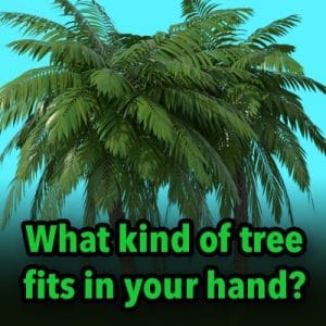What kind of tree fits in your hand? - Prongo.com