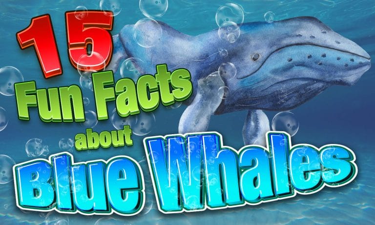 15 Fun Facts about Blue Whales - Prongo.com